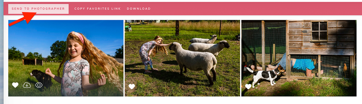 2023 | Sprout | uitleg klantportaal & galerijen - Sandra Stokmans Fotografie